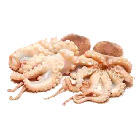 Makroclick | Octopus (40-80G/Pc) (3Kg Up)